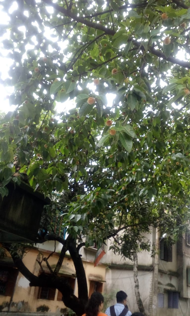 Skanda-svāmi’s holy/favorite tree and other brief visual musings ...